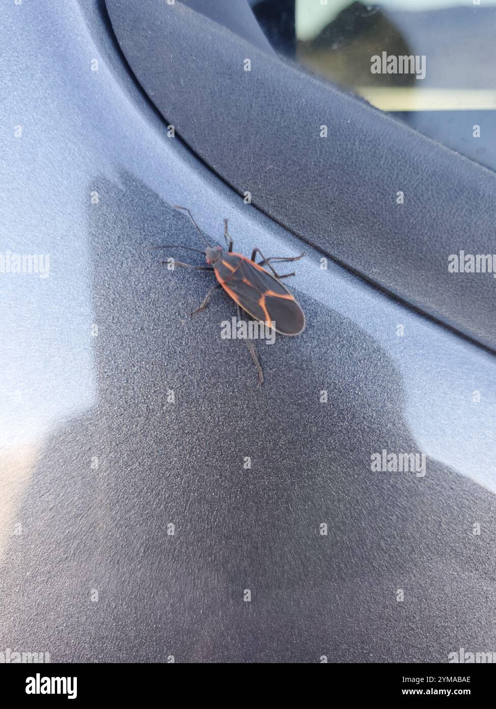 Eastern Boxelder Bug (Boisea trivittata Stock Photo - Alamy