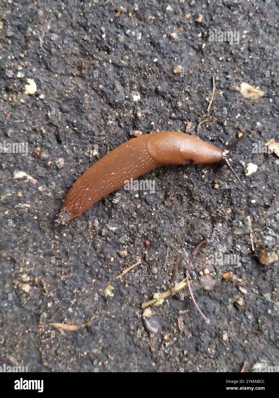 Spanish Slug (Arion vulgaris Stock Photo - Alamy