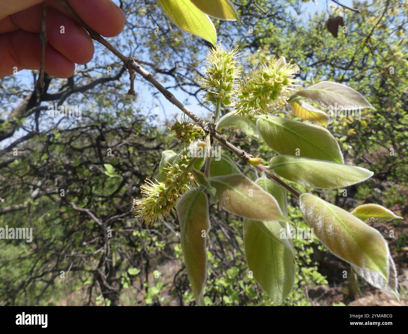 Combretum molle hi-res stock photography and images - Alamy