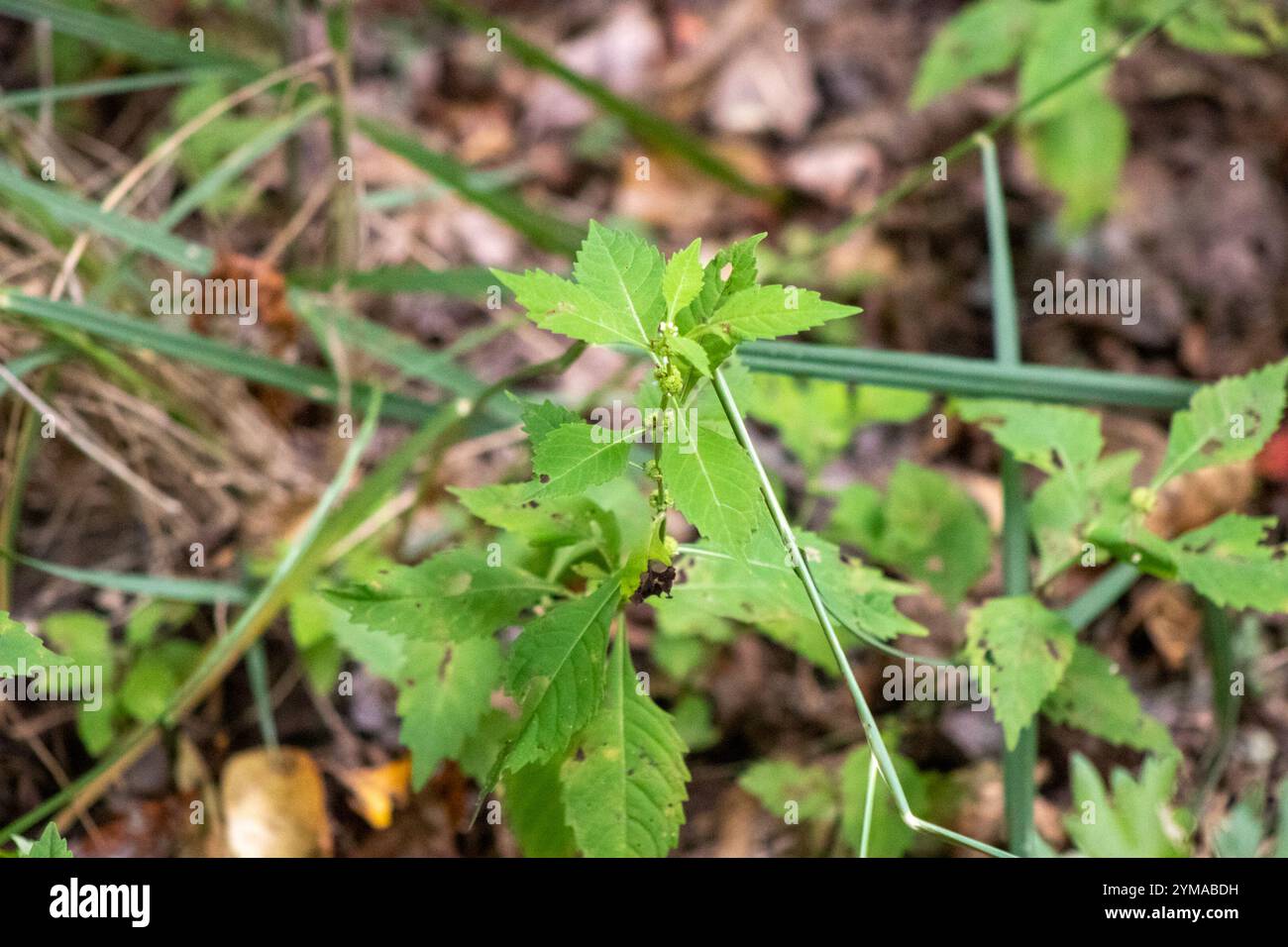 sweet bugleweed (Lycopus virginicus Stock Photo - Alamy