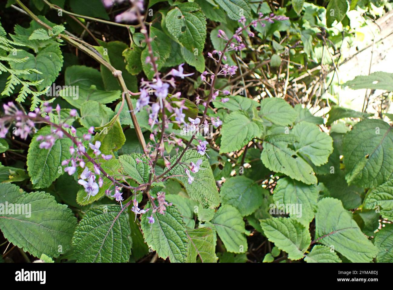 pink fly bush (Plectranthus fruticosus Stock Photo - Alamy