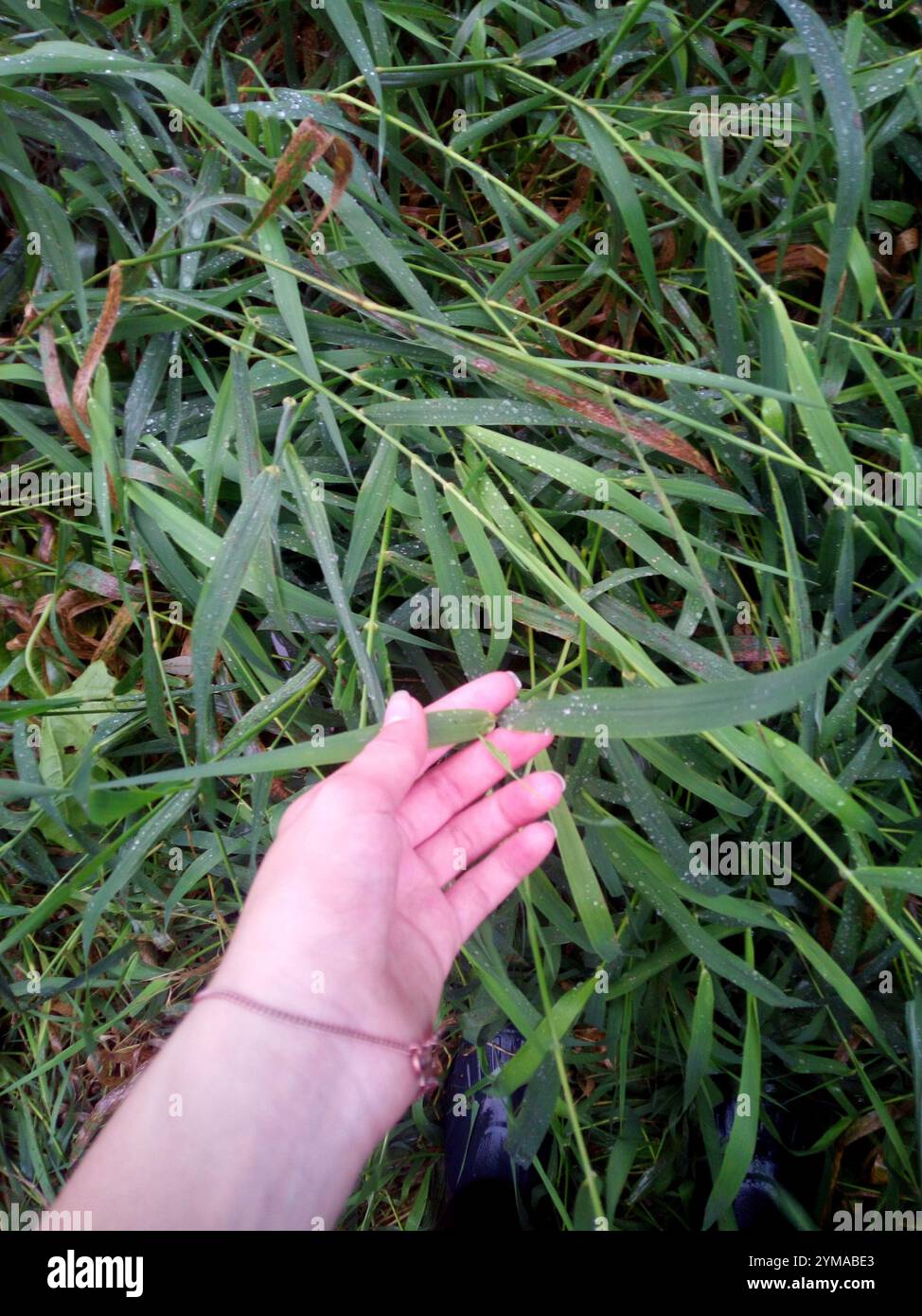 Hairy Crabgrass (Digitaria sanguinalis Stock Photo - Alamy