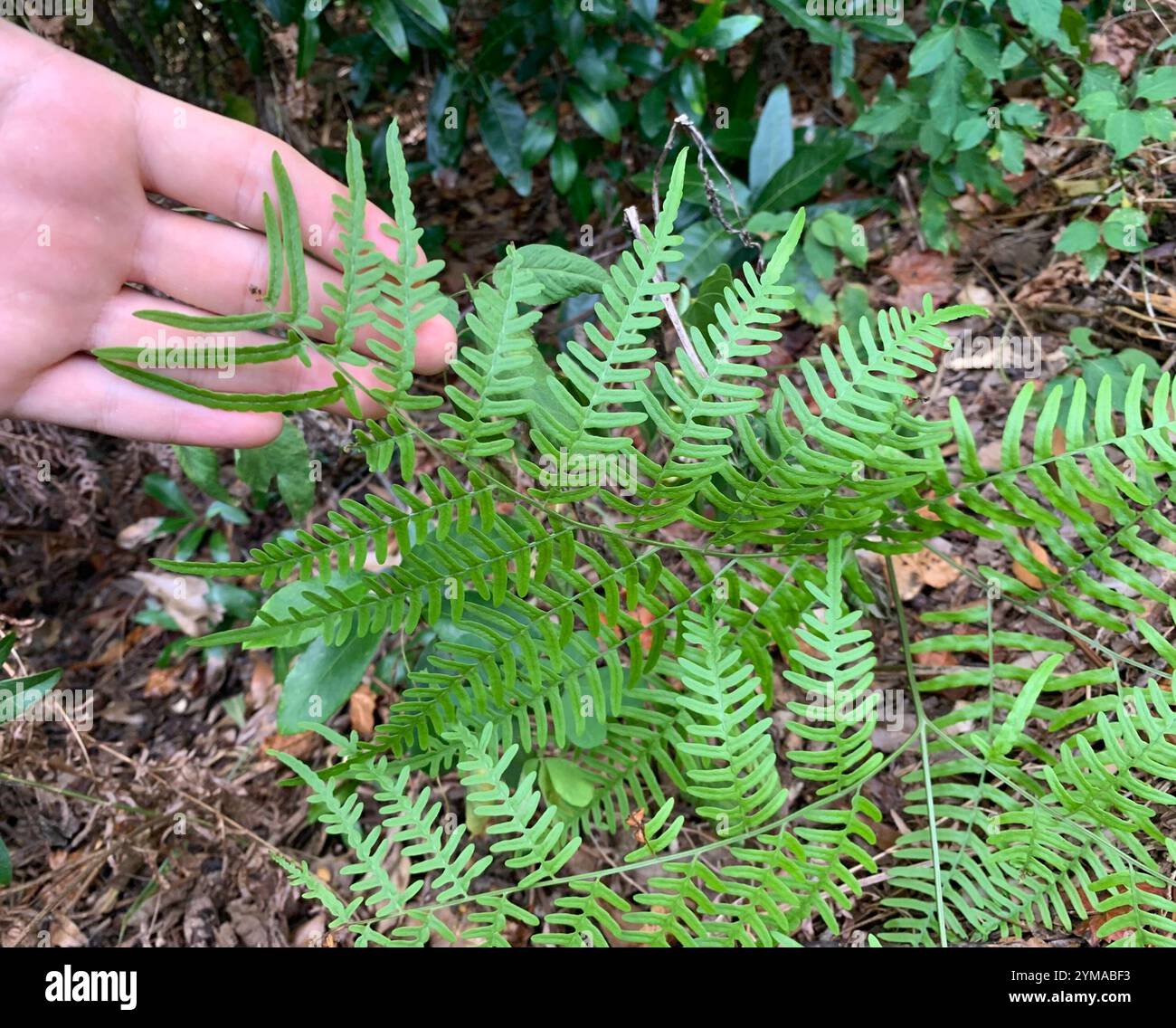 Tailed Bracken Fern (Pteridium aquilinum pseudocaudatum Stock Photo - Alamy