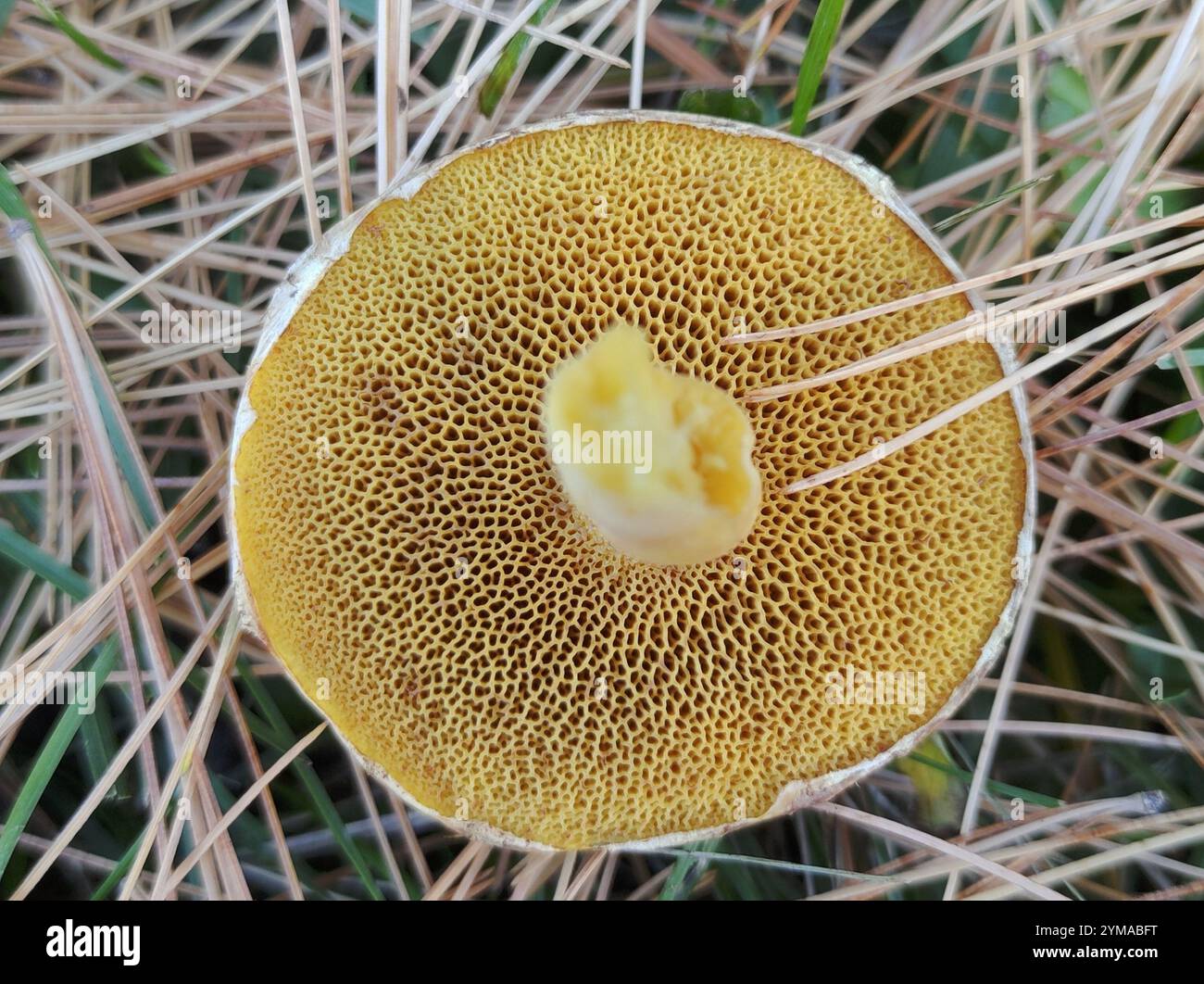 Chicken Fat Mushroom (Suillus americanus Stock Photo - Alamy