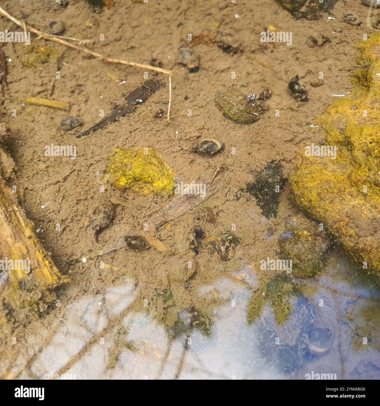 Acute Bladder Snail (Physella acuta Stock Photo - Alamy