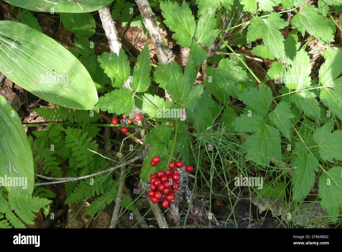 red baneberry (Actaea rubra Stock Photo - Alamy