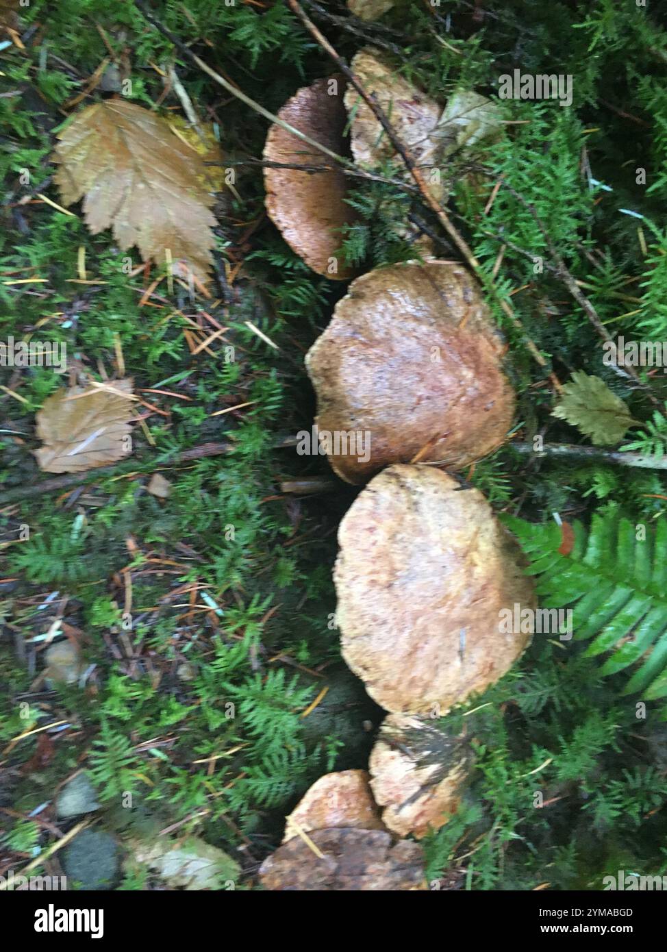 Slippery Jacks (Suillus Stock Photo - Alamy