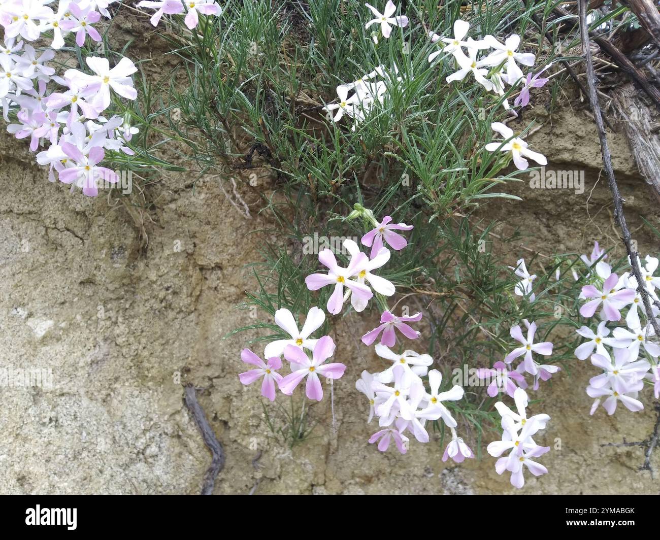 Longleaf Phlox (Phlox longifolia Stock Photo - Alamy