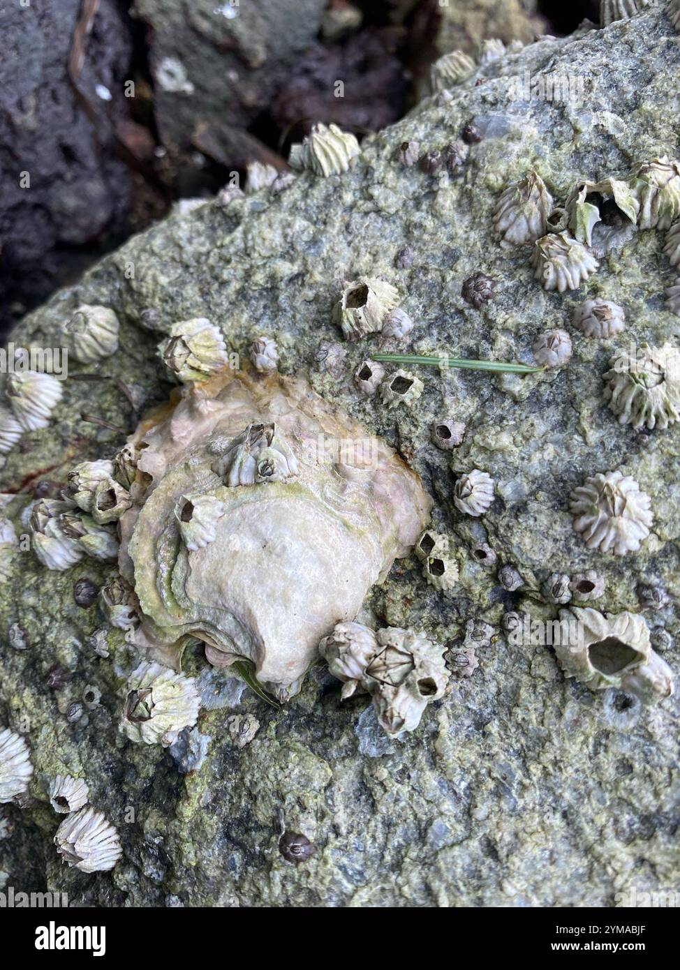 Pacific Oyster (Magallana gigas Stock Photo - Alamy