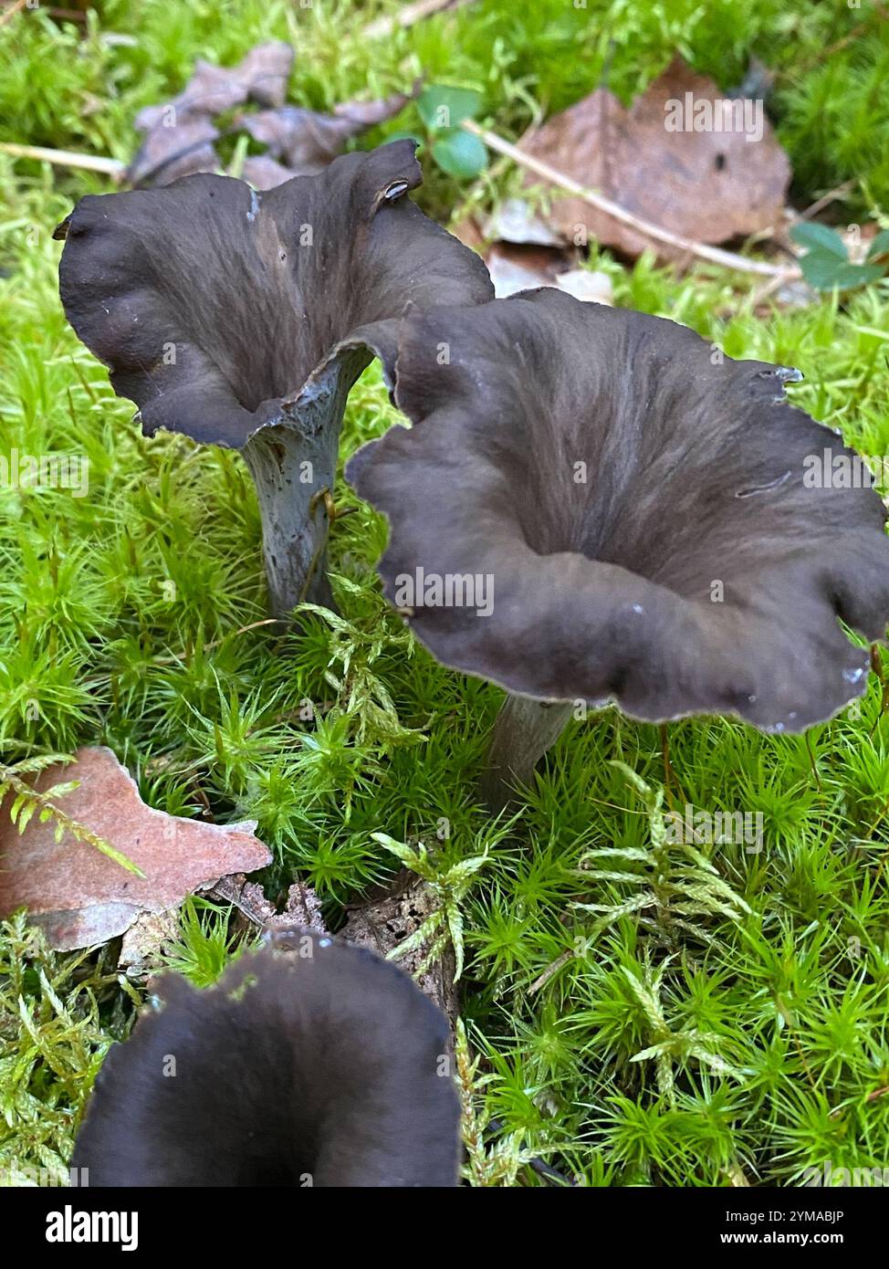 Eastern Black Trumpet (Craterellus fallax Stock Photo - Alamy