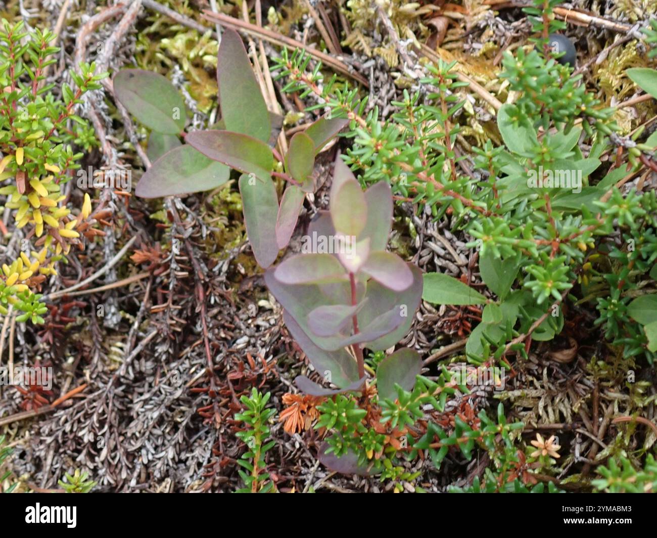 Northern Comandra (Geocaulon lividum Stock Photo - Alamy