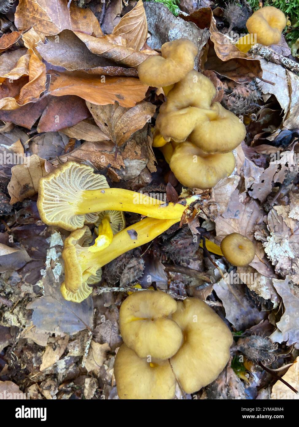 Yellowfoot (Craterellus tubaeformis Stock Photo - Alamy