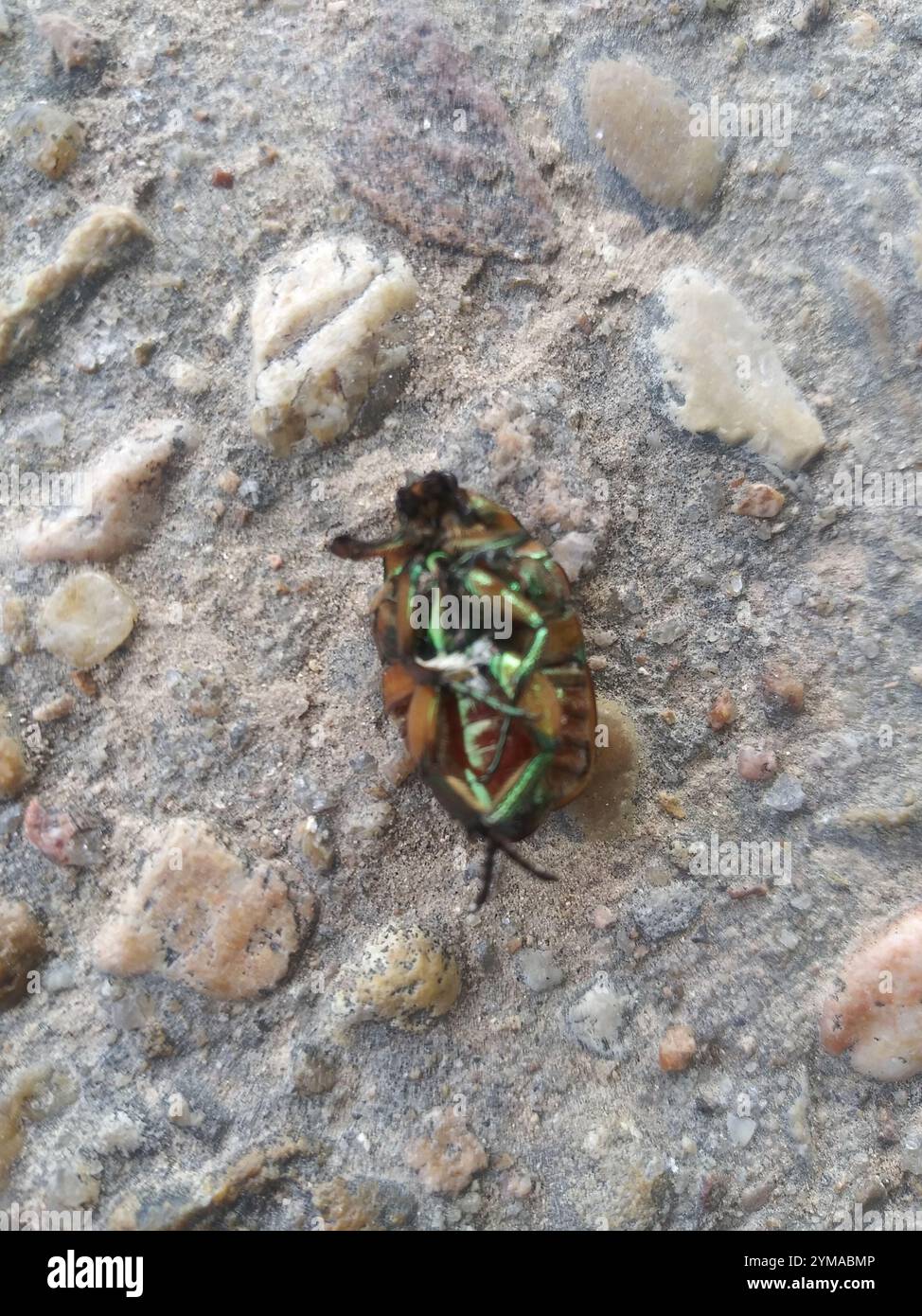 Common Green June Beetle (Cotinis nitida Stock Photo - Alamy