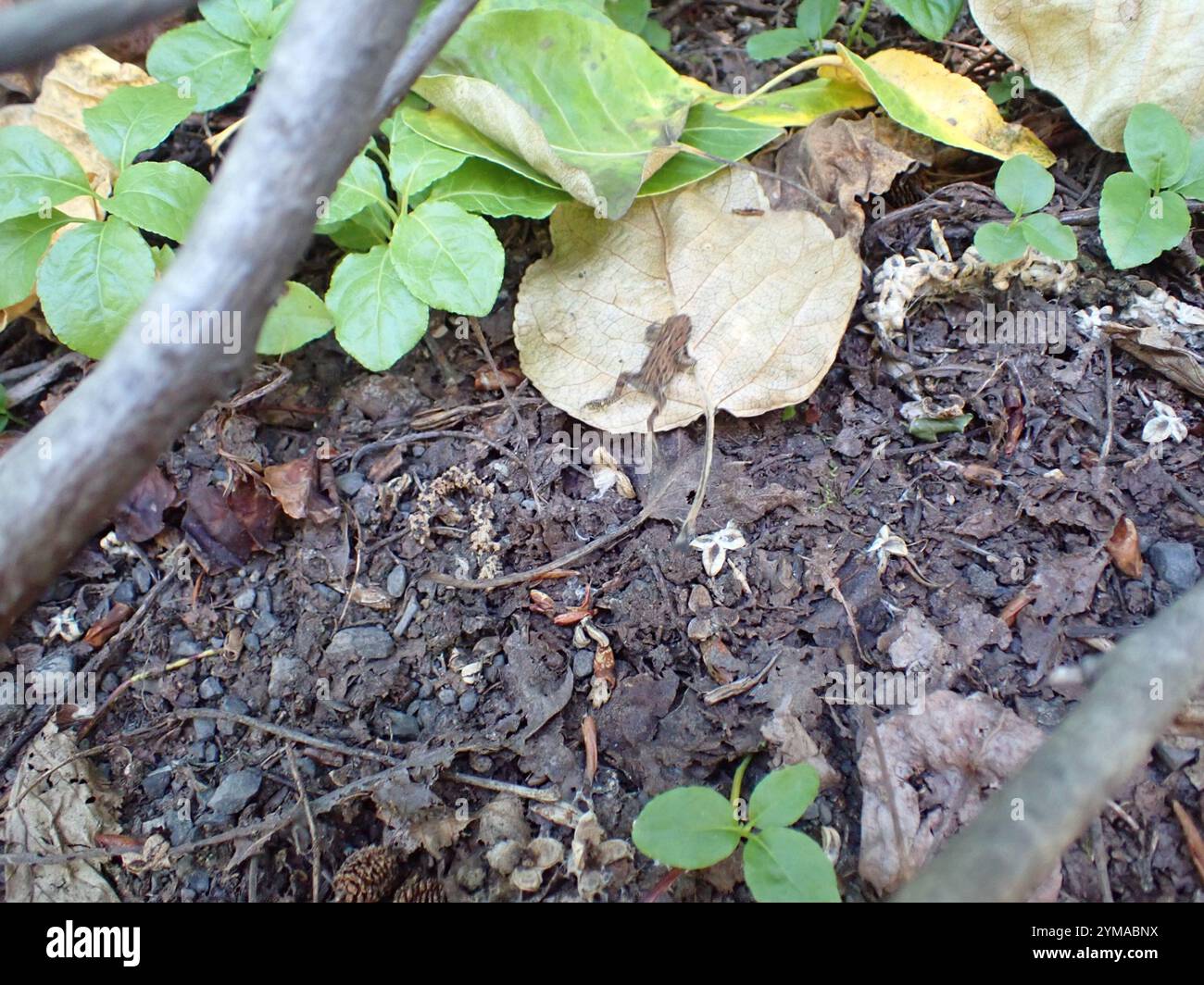 Western Toad (Anaxyrus boreas Stock Photo - Alamy