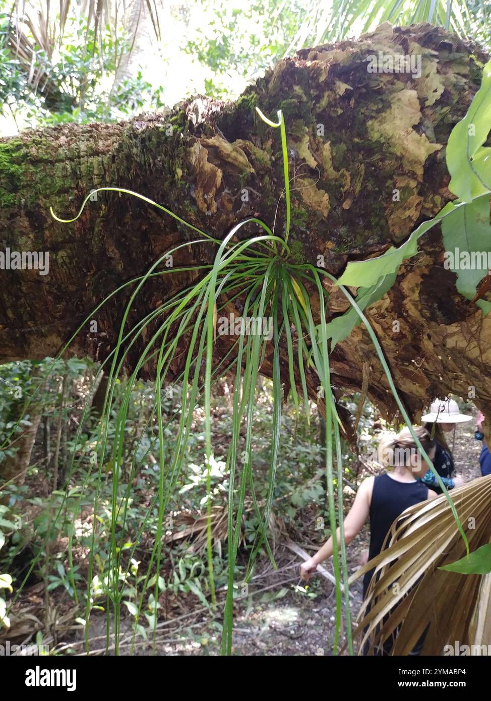 Shoestring Fern (Vittaria lineata Stock Photo - Alamy
