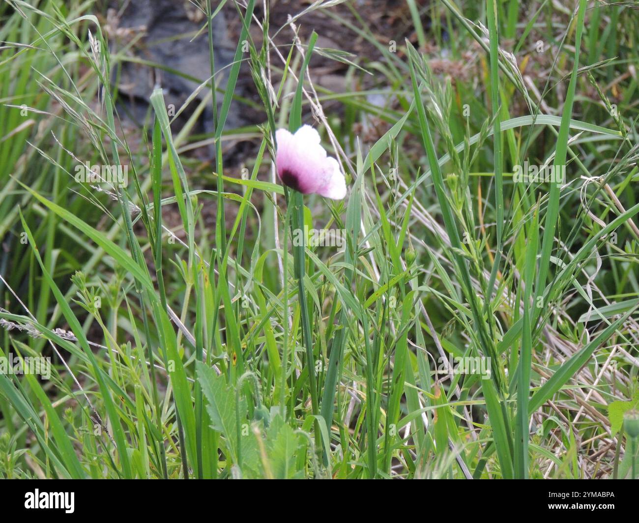 Papaver somniferum setigerum hi-res stock photography and images - Alamy