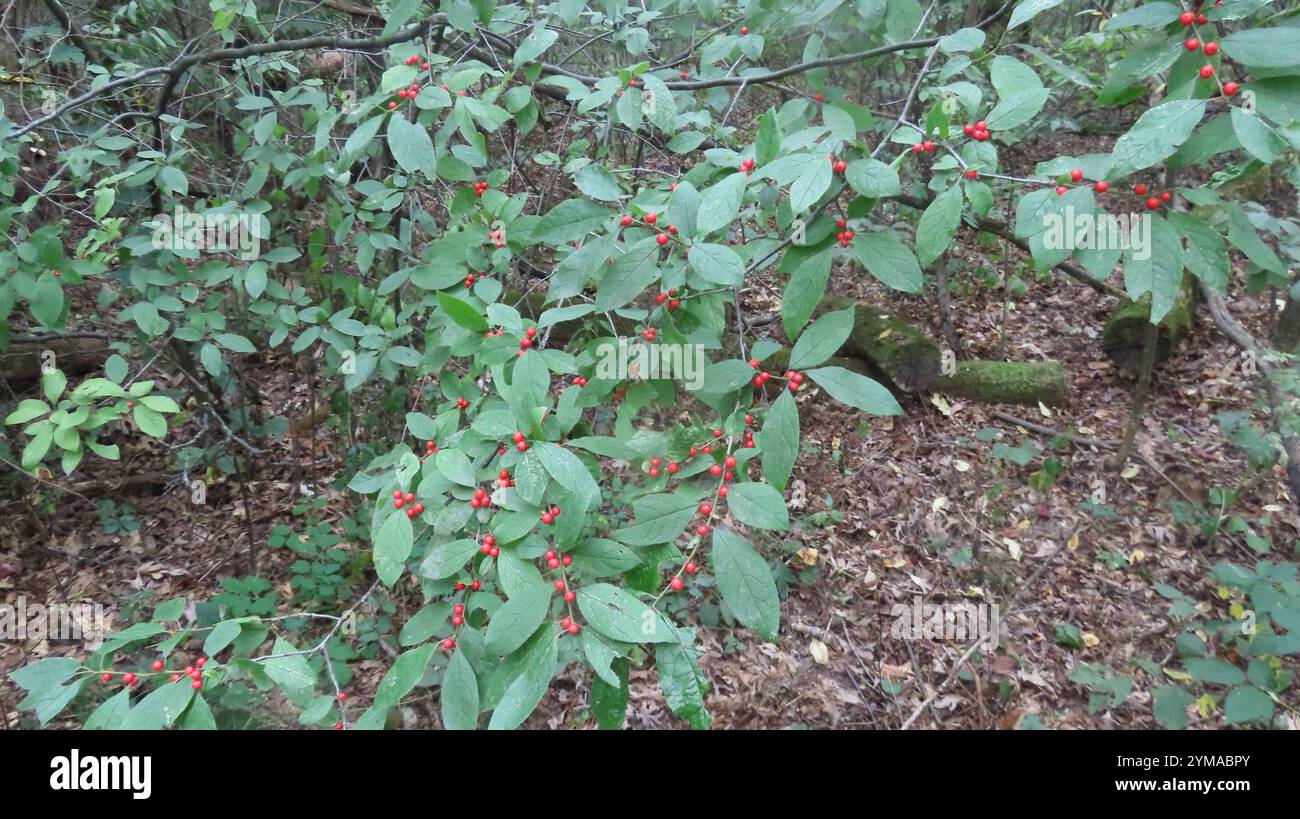 winterberry holly (Ilex verticillata Stock Photo - Alamy