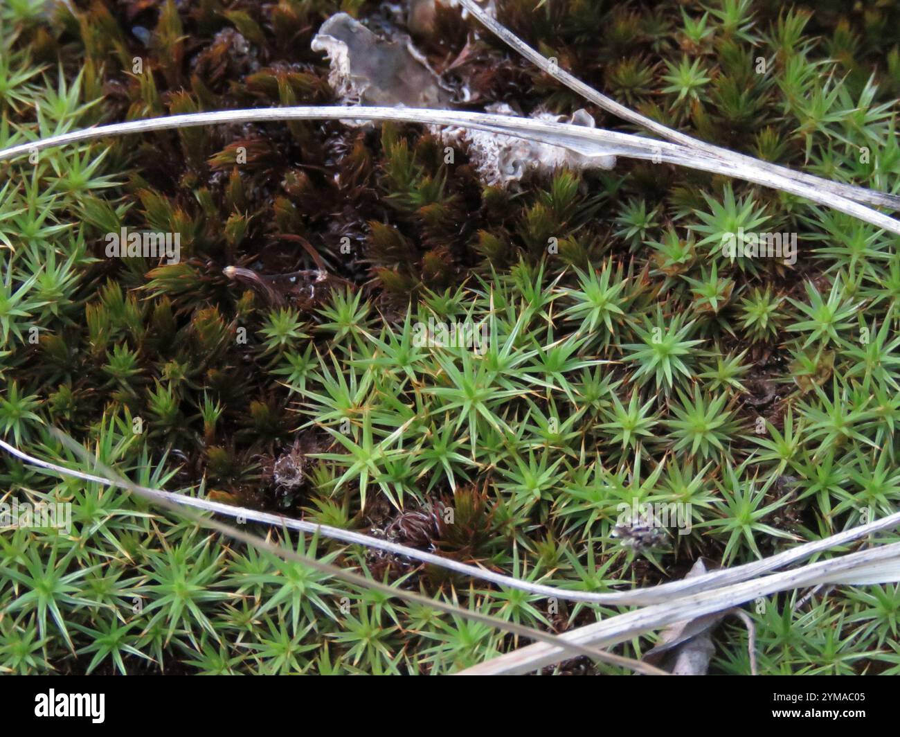 juniper haircap moss (Polytrichum juniperinum Stock Photo - Alamy