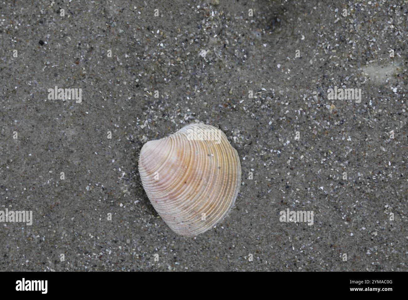 Venus striatula venus striatula hi-res stock photography and images - Alamy