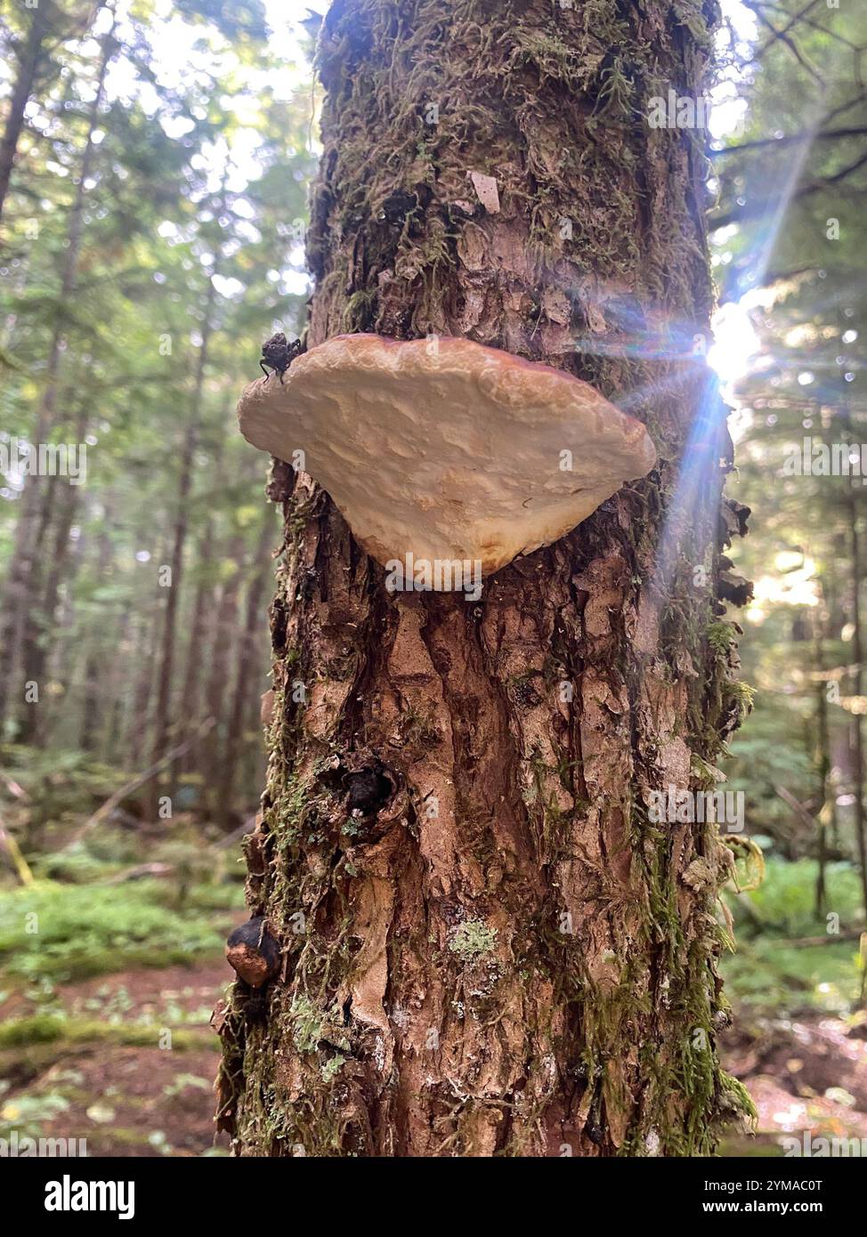 Northern Red Belt (Fomitopsis mounceae Stock Photo - Alamy
