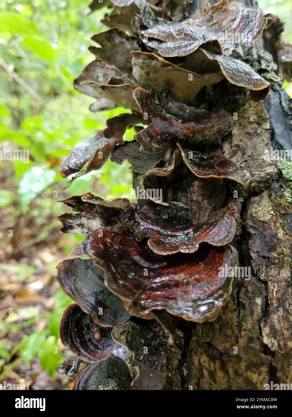Oak Curtain Crust Fungus (Hymenochaete rubiginosa Stock Photo - Alamy