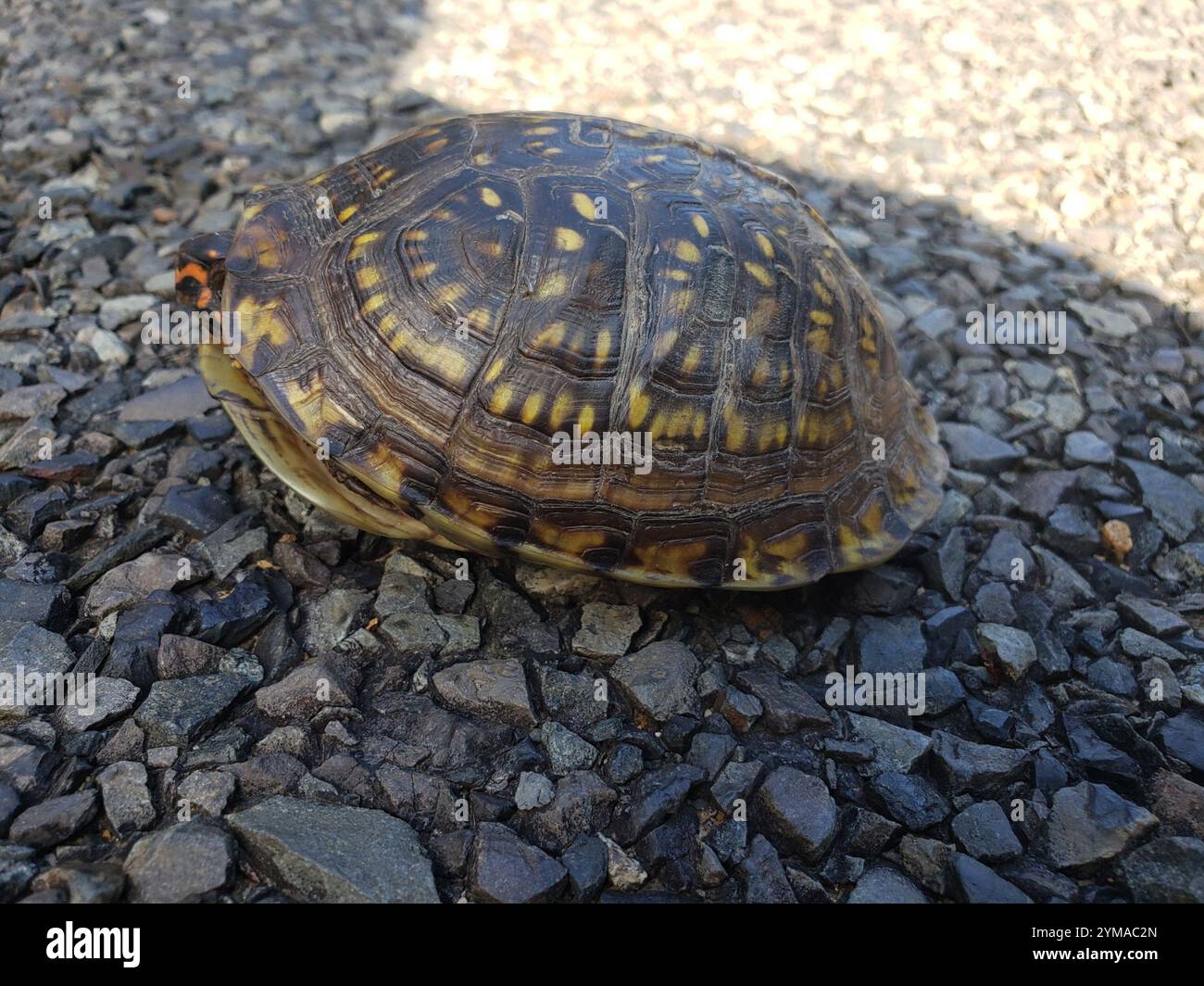 Three-toed Box Turtle (Terrapene triunguis Stock Photo - Alamy