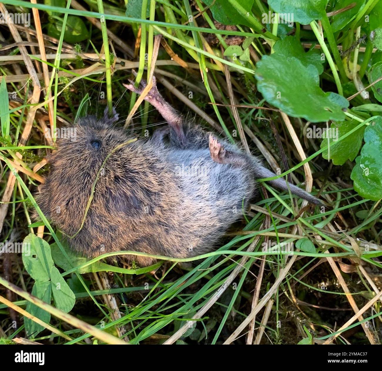 Field Vole (Microtus agrestis Stock Photo - Alamy