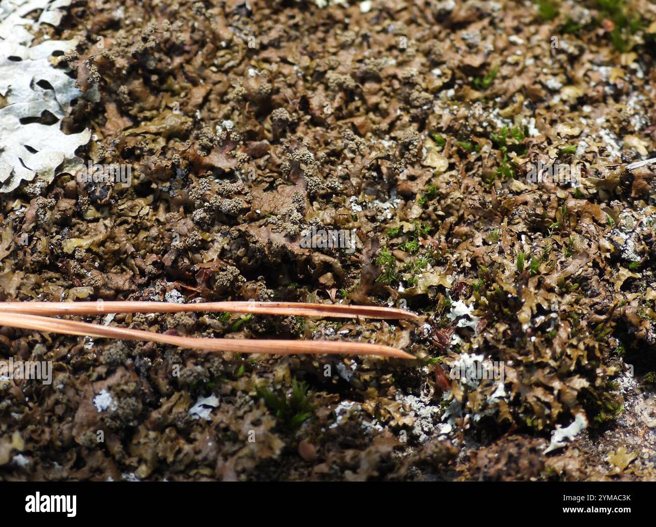 Blistered Camouflage Lichen (Xanthoparmelia loxodes Stock Photo - Alamy