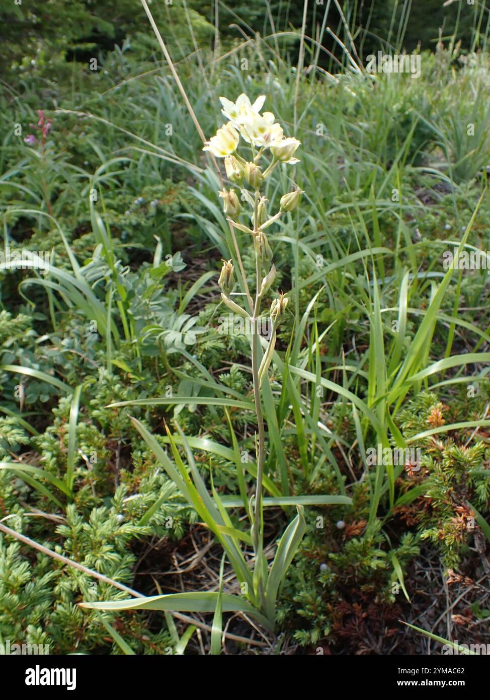 Mountain Deathcamas (Anticlea elegans Stock Photo - Alamy