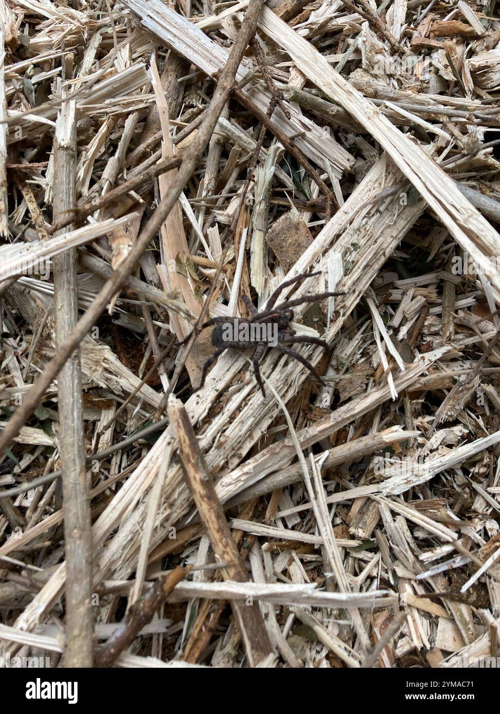 Wetland Giant Wolf Spider (Tigrosa helluo Stock Photo - Alamy