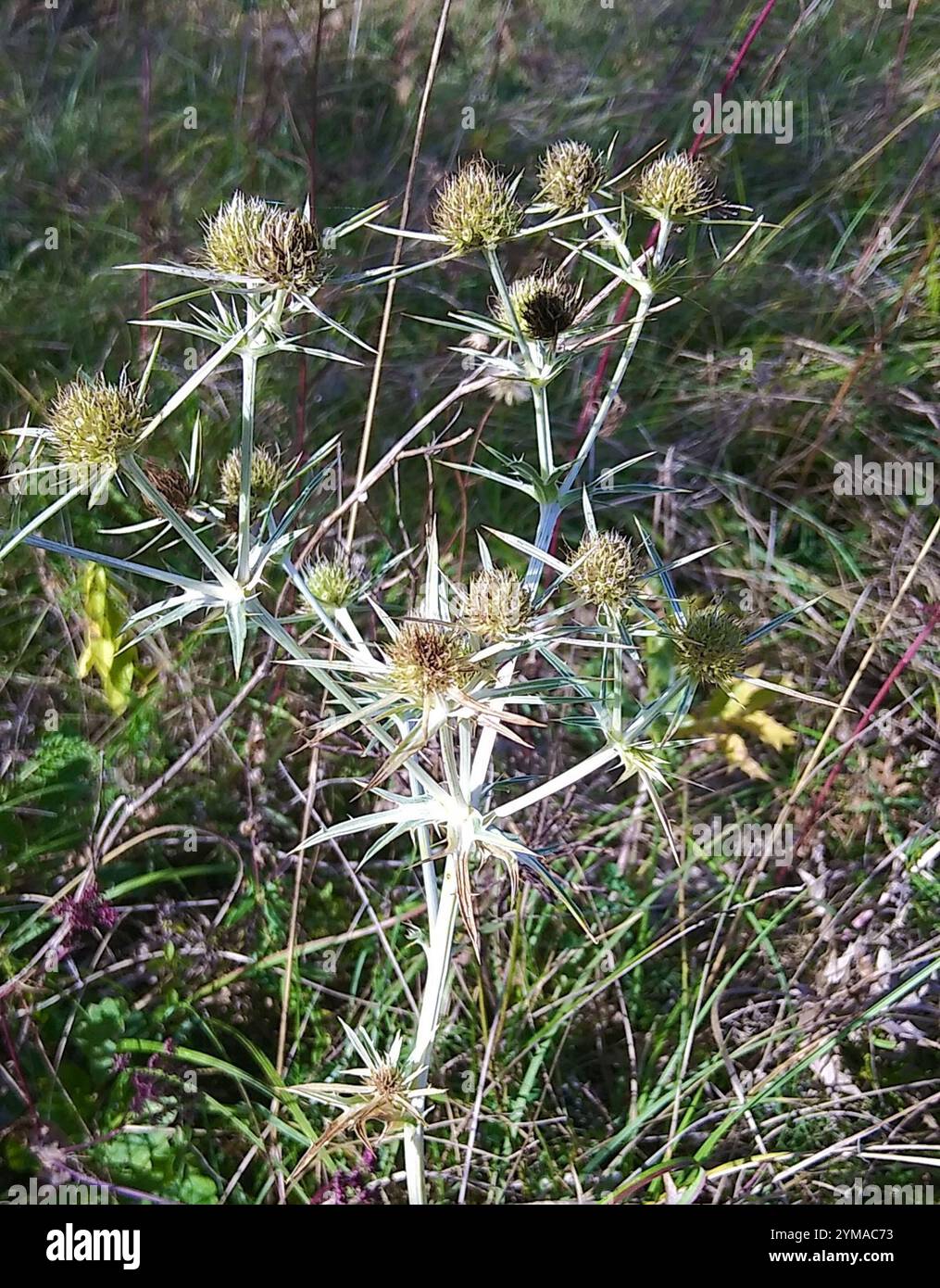 Field Eryngo (Eryngium campestre Stock Photo - Alamy