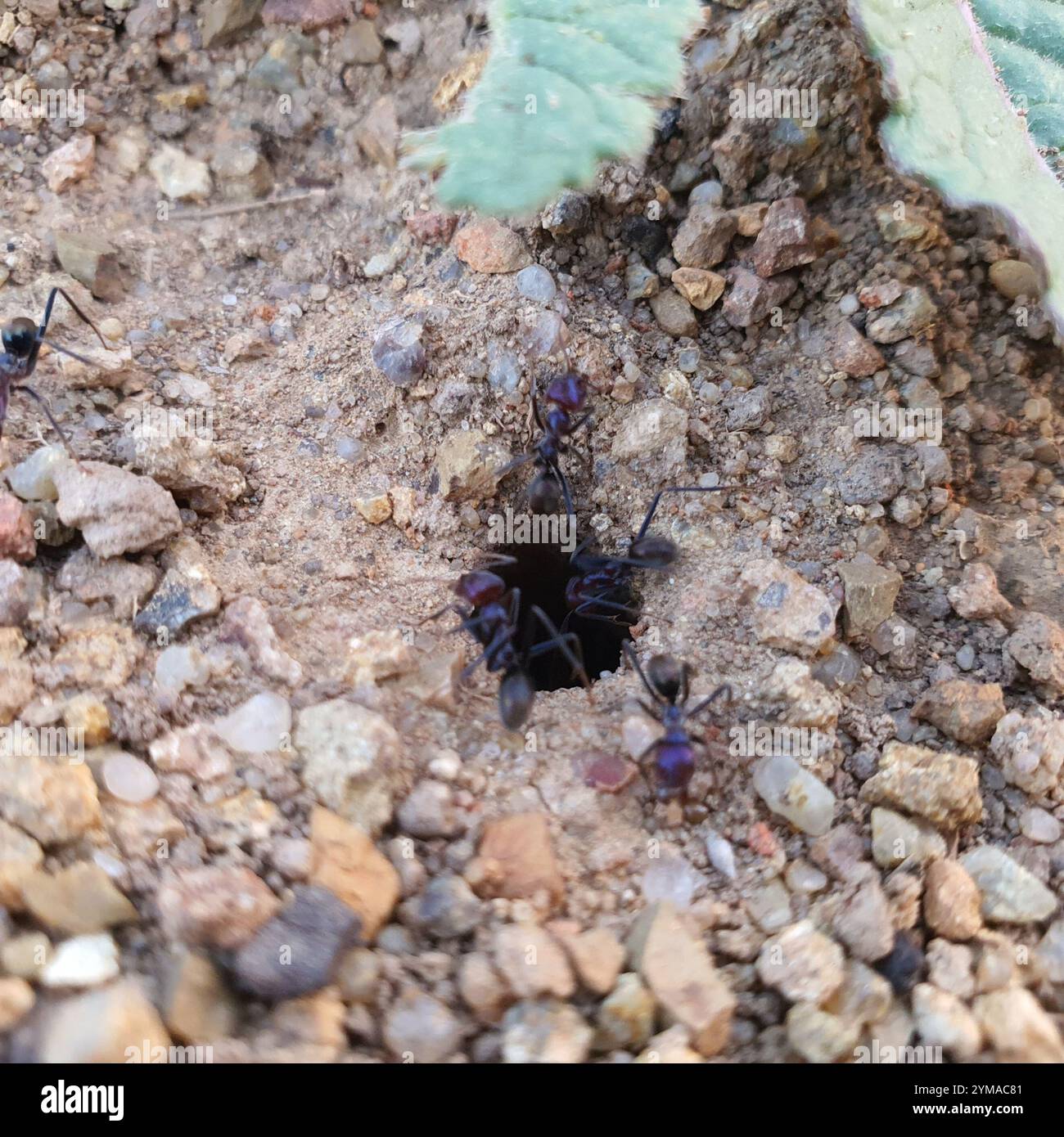 Southern Meat Ant (Iridomyrmex purpureus Stock Photo - Alamy