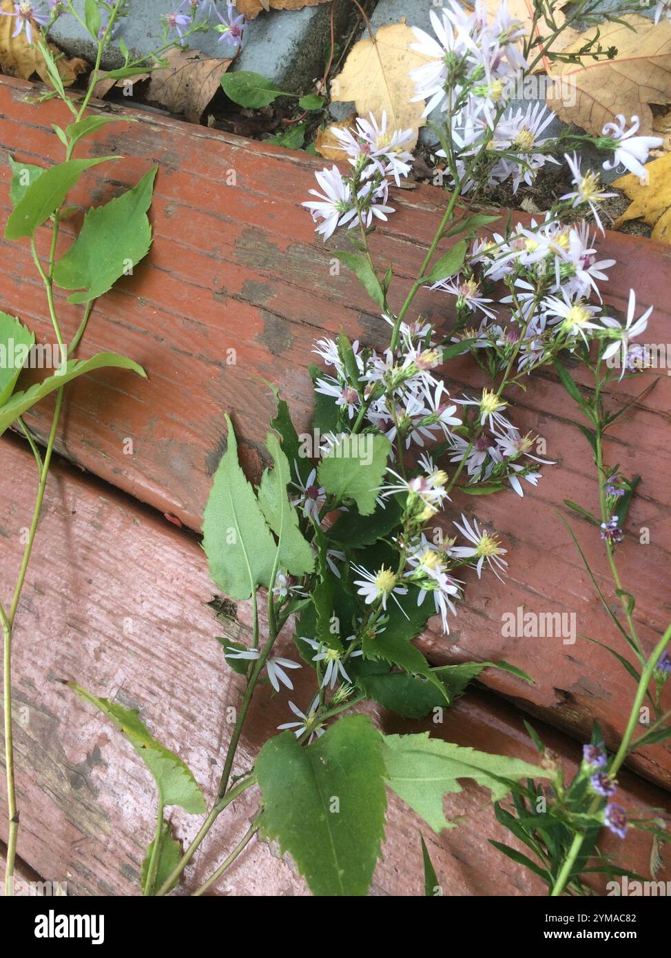Common Blue Wood Aster (Symphyotrichum cordifolium Stock Photo - Alamy