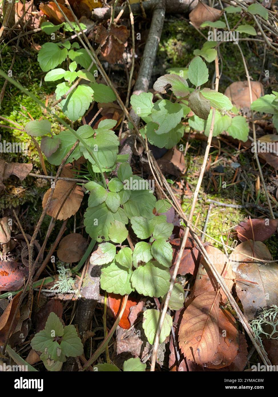 yerba buena (Clinopodium douglasii Stock Photo - Alamy
