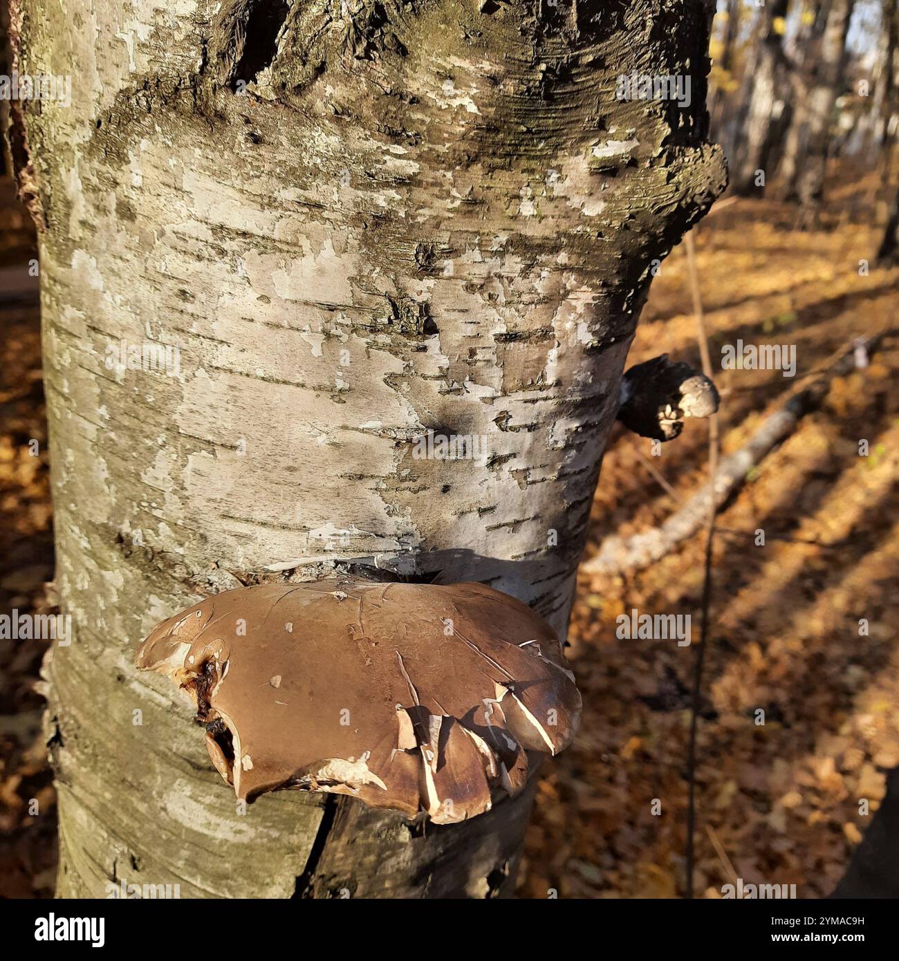 birch polypore (Fomitopsis betulina Stock Photo - Alamy