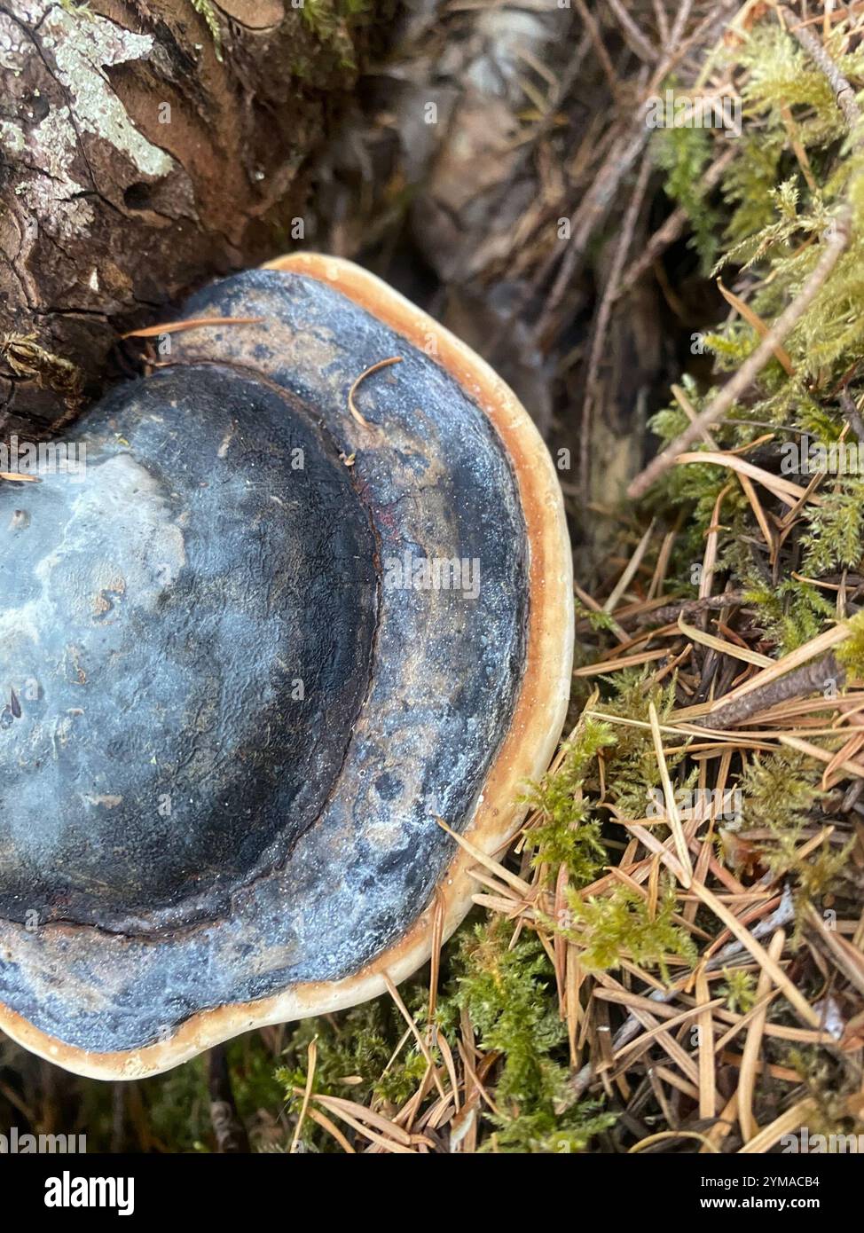 Red-banded Conks (Fomitopsis pinicola Stock Photo - Alamy