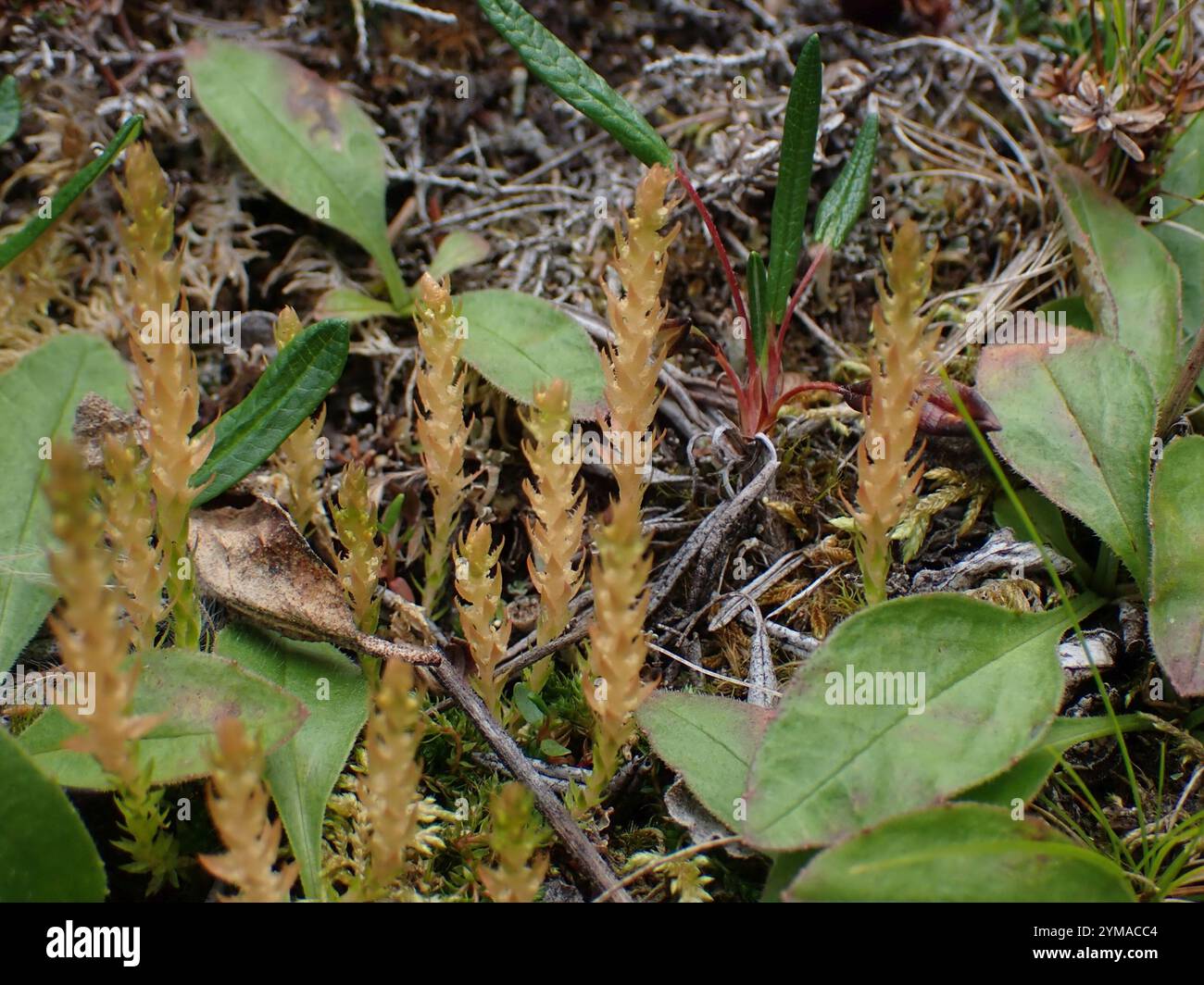 northern spikemoss (Selaginella selaginoides Stock Photo - Alamy