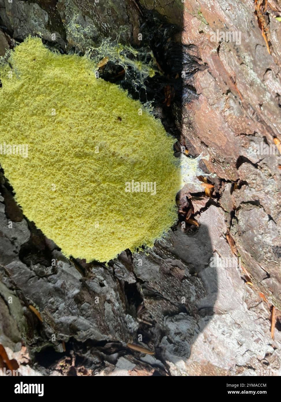 Dog Vomit Slime Mold (Fuligo septica Stock Photo - Alamy