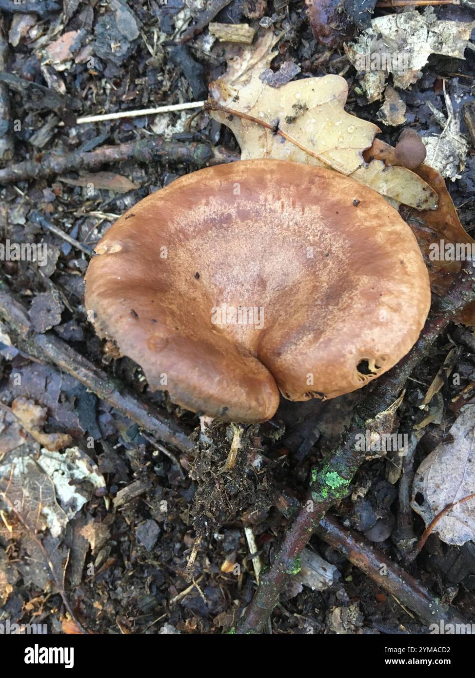 Oakbug milkcap hi-res stock photography and images - Alamy