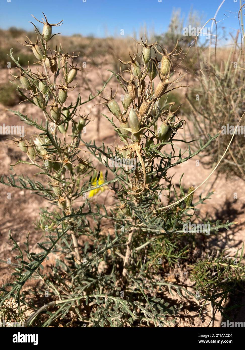 (Mentzelia humilis humilis Stock Photo - Alamy