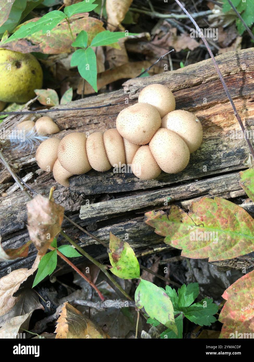 Pear-shaped Puffball (Apioperdon pyriforme Stock Photo - Alamy
