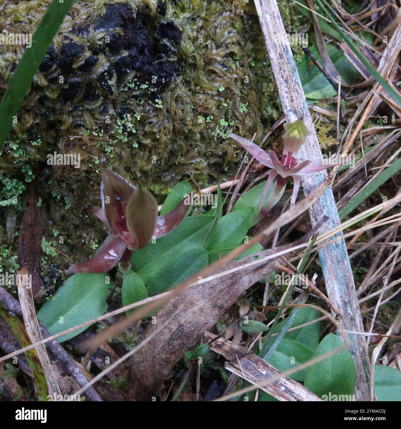 three-horned bird orchid (Chiloglottis triceratops Stock Photo - Alamy