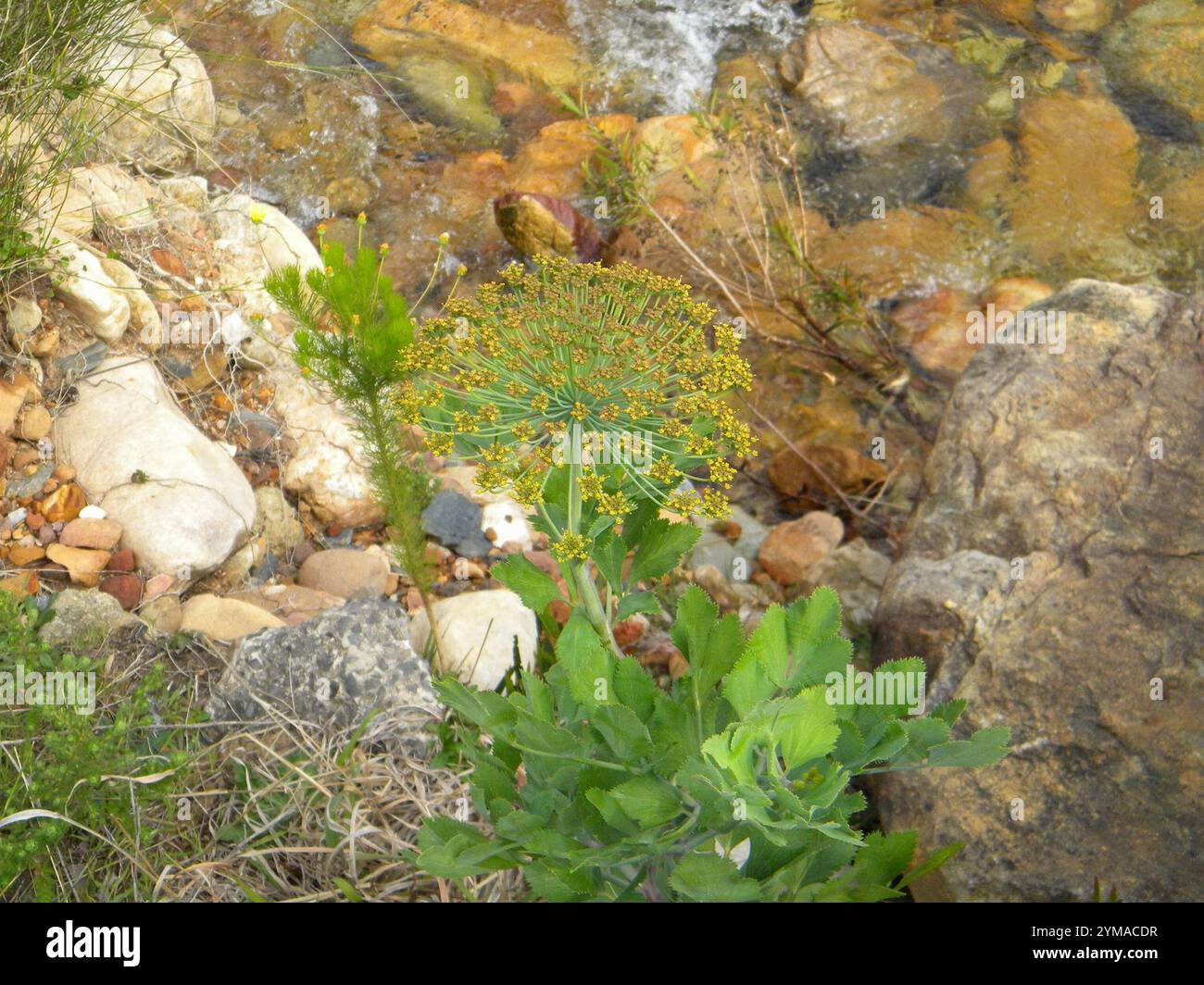 Blisterbush (Notobubon galbanum Stock Photo - Alamy