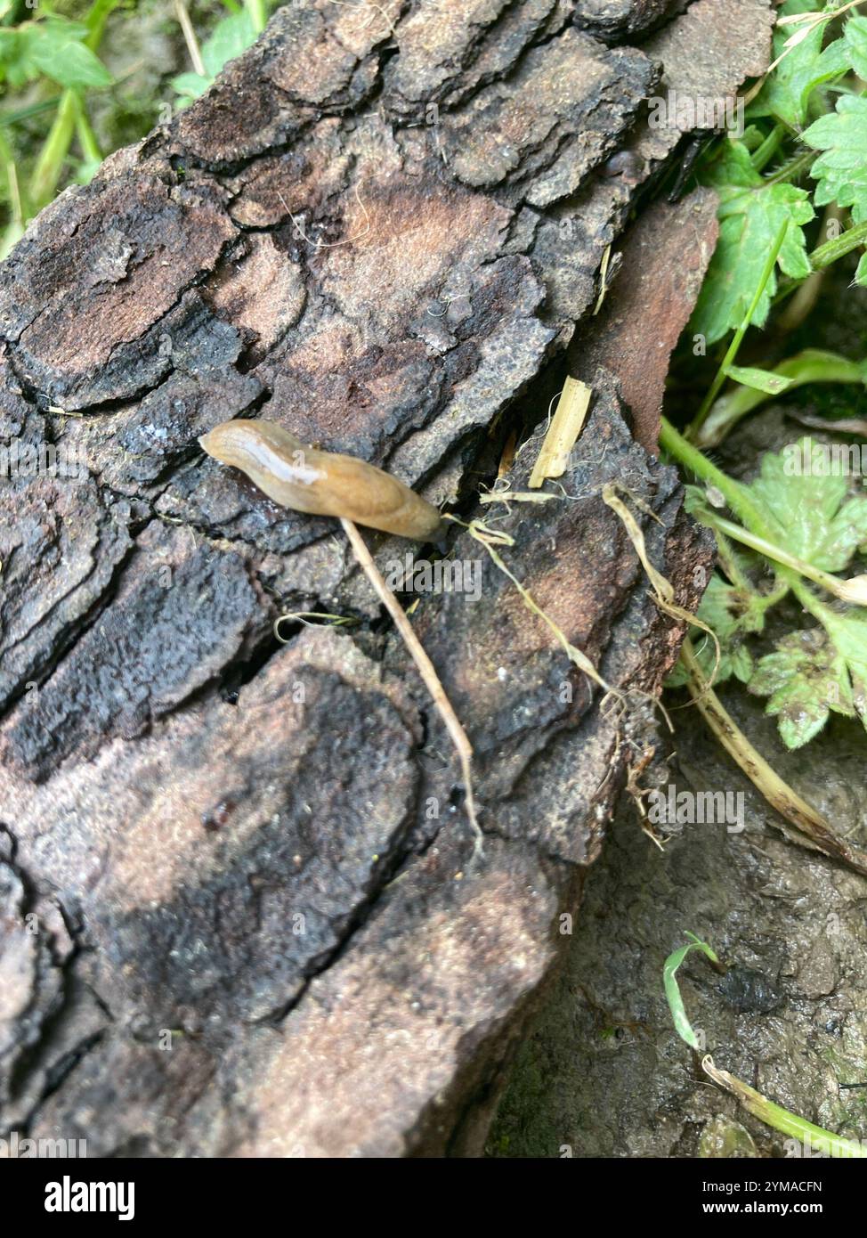 Greenhouse Slug (Milax gagates Stock Photo - Alamy