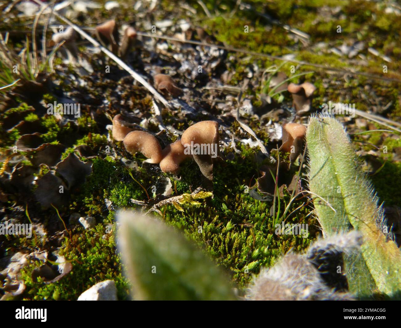 many-fruited pelt lichen (Peltigera polydactylon Stock Photo - Alamy