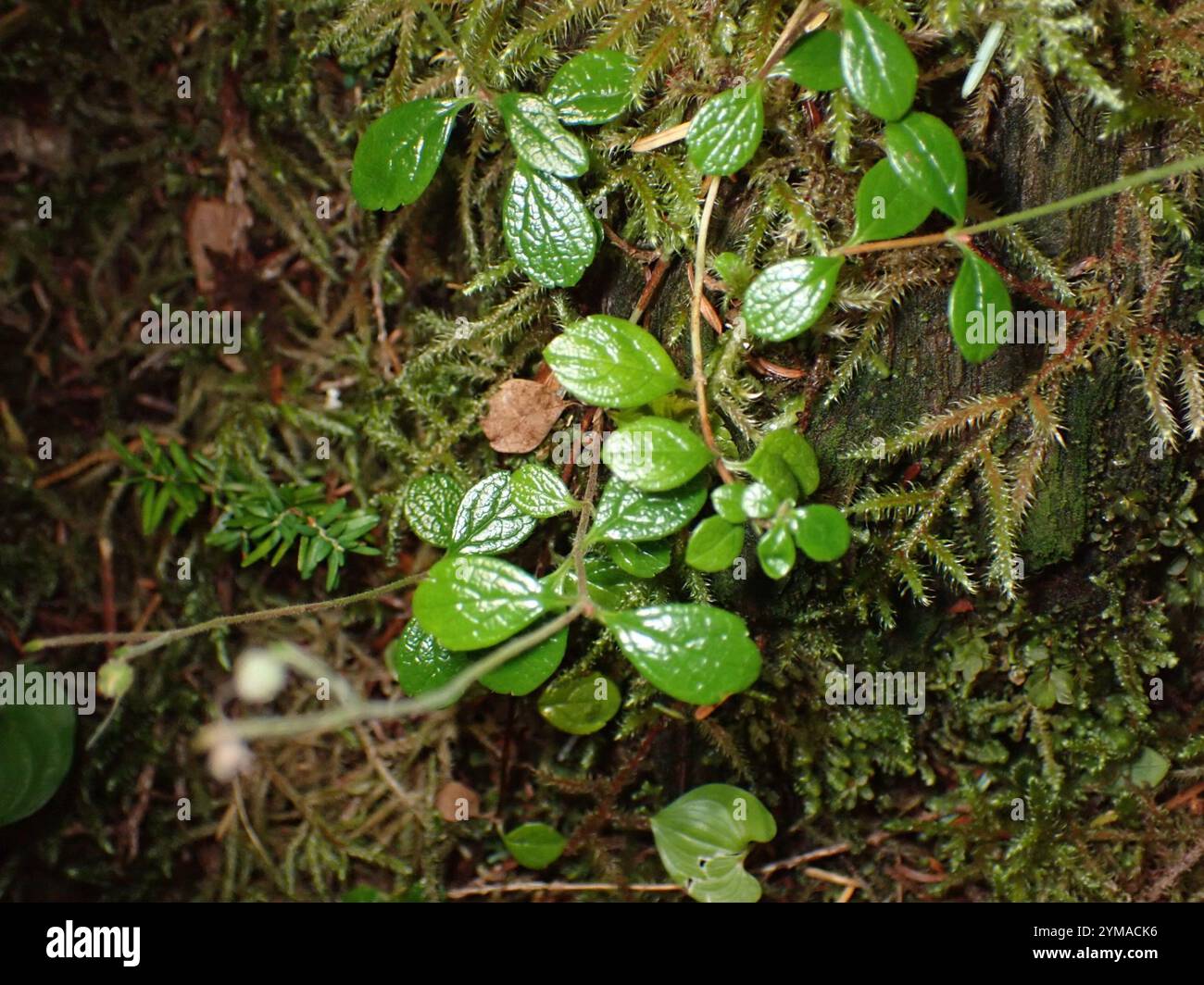 Twinflower (Linnaea borealis Stock Photo - Alamy