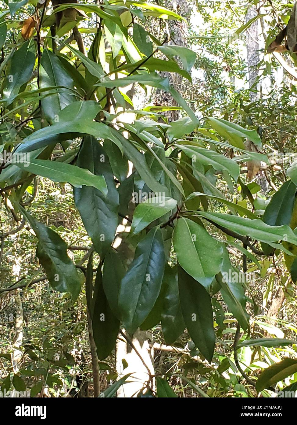 swamp laurel oak (Quercus laurifolia Stock Photo - Alamy