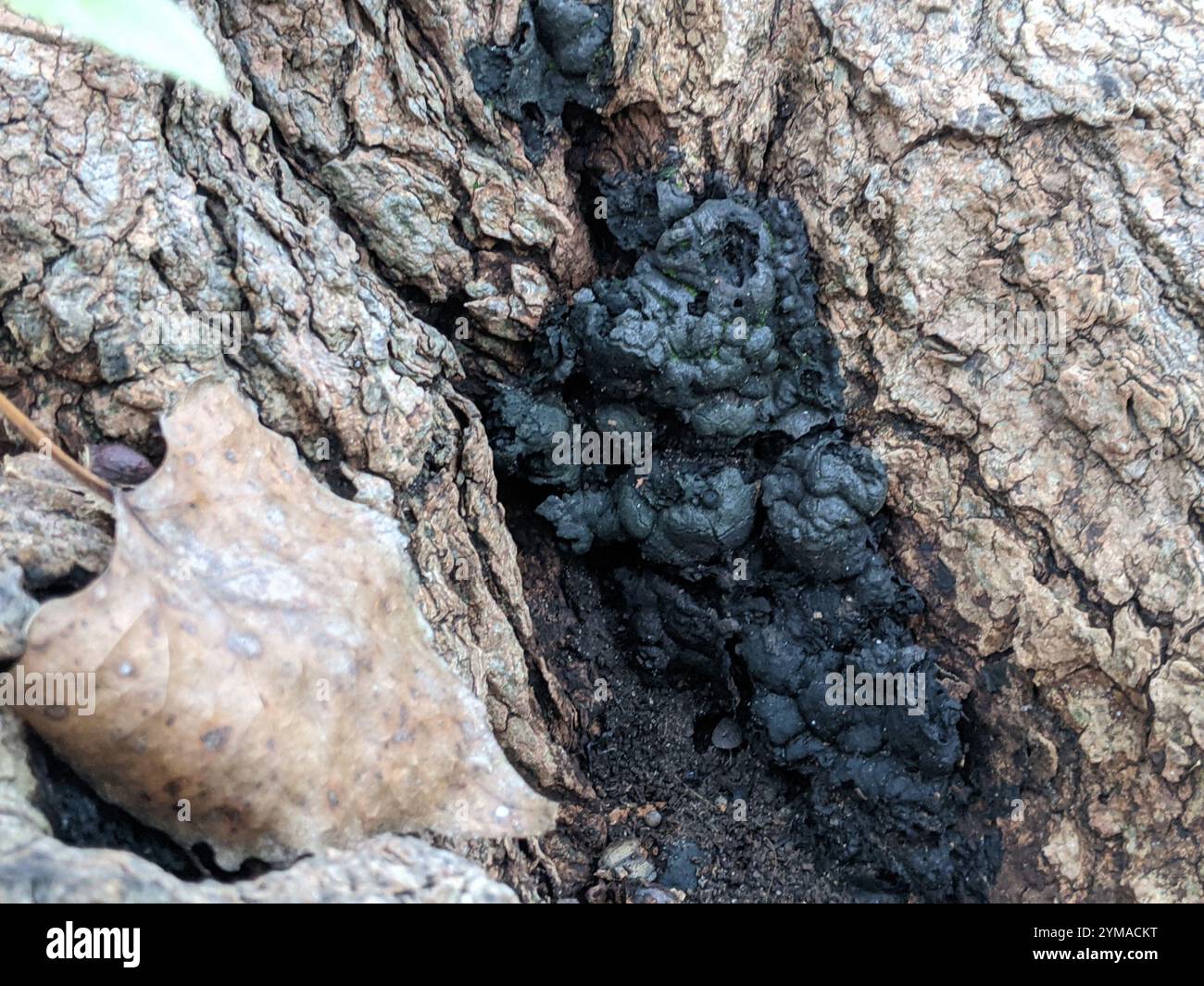 Brittle Cinder (Kretzschmaria deusta Stock Photo - Alamy