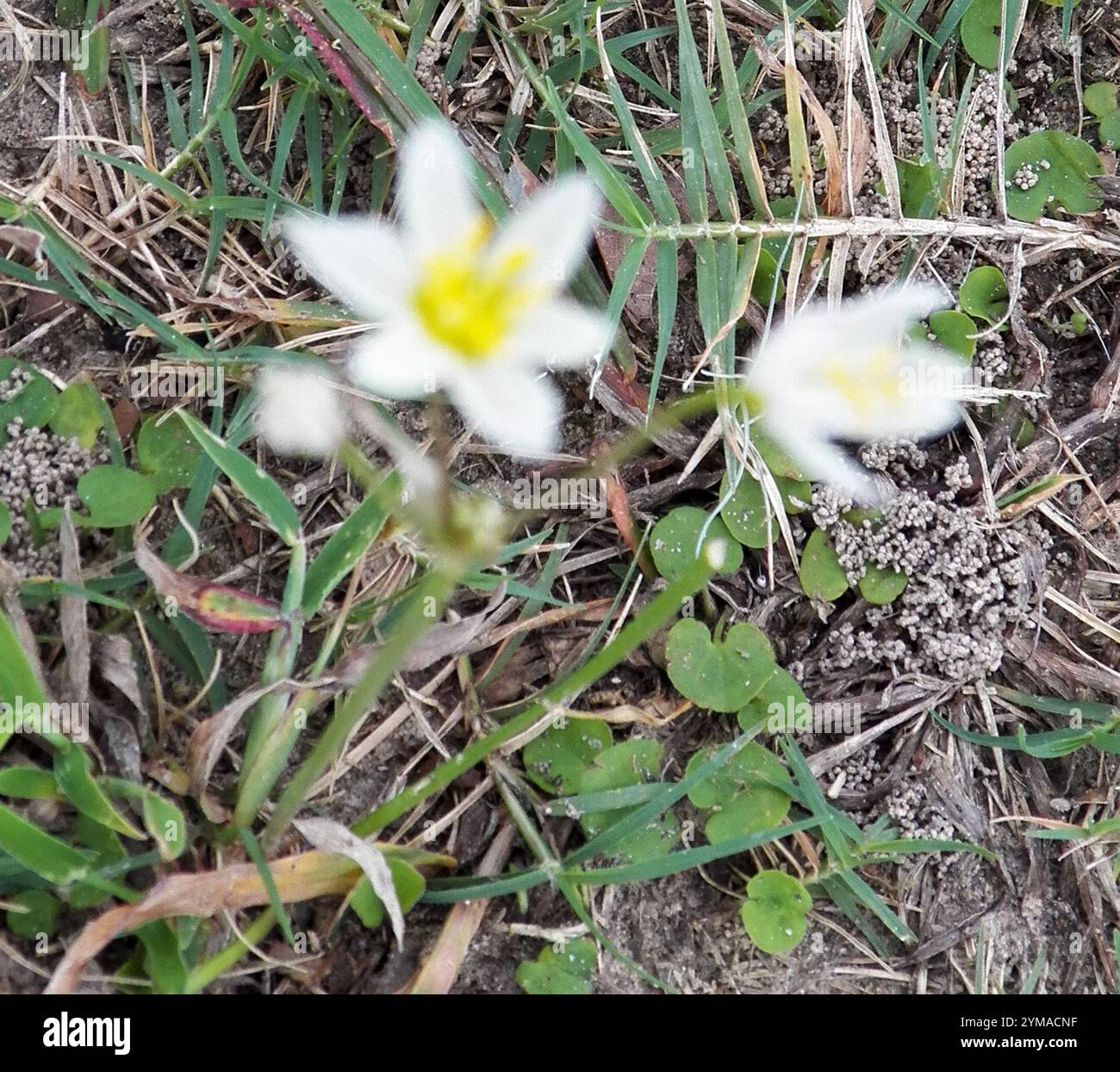 crowpoison (Nothoscordum bivalve Stock Photo - Alamy