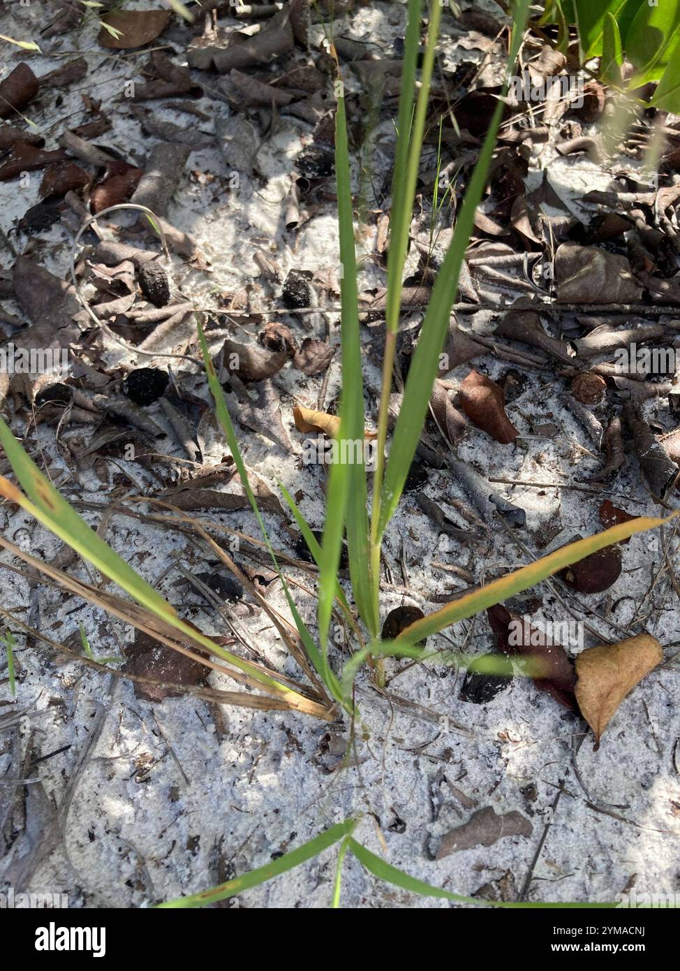 Elliott's lovegrass (Eragrostis elliottii Stock Photo - Alamy